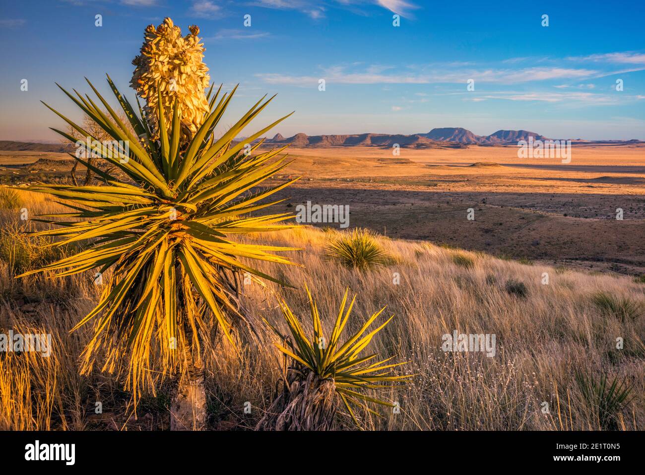 Distant mountain range in Chihuahuan Desert, blooming Spanish dagger ...