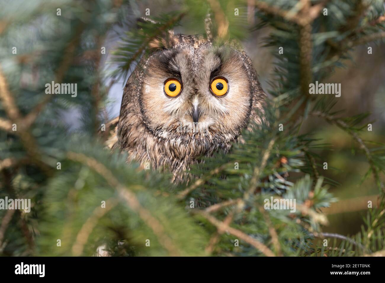 Lesser horned owl hi-res stock photography and images - Alamy