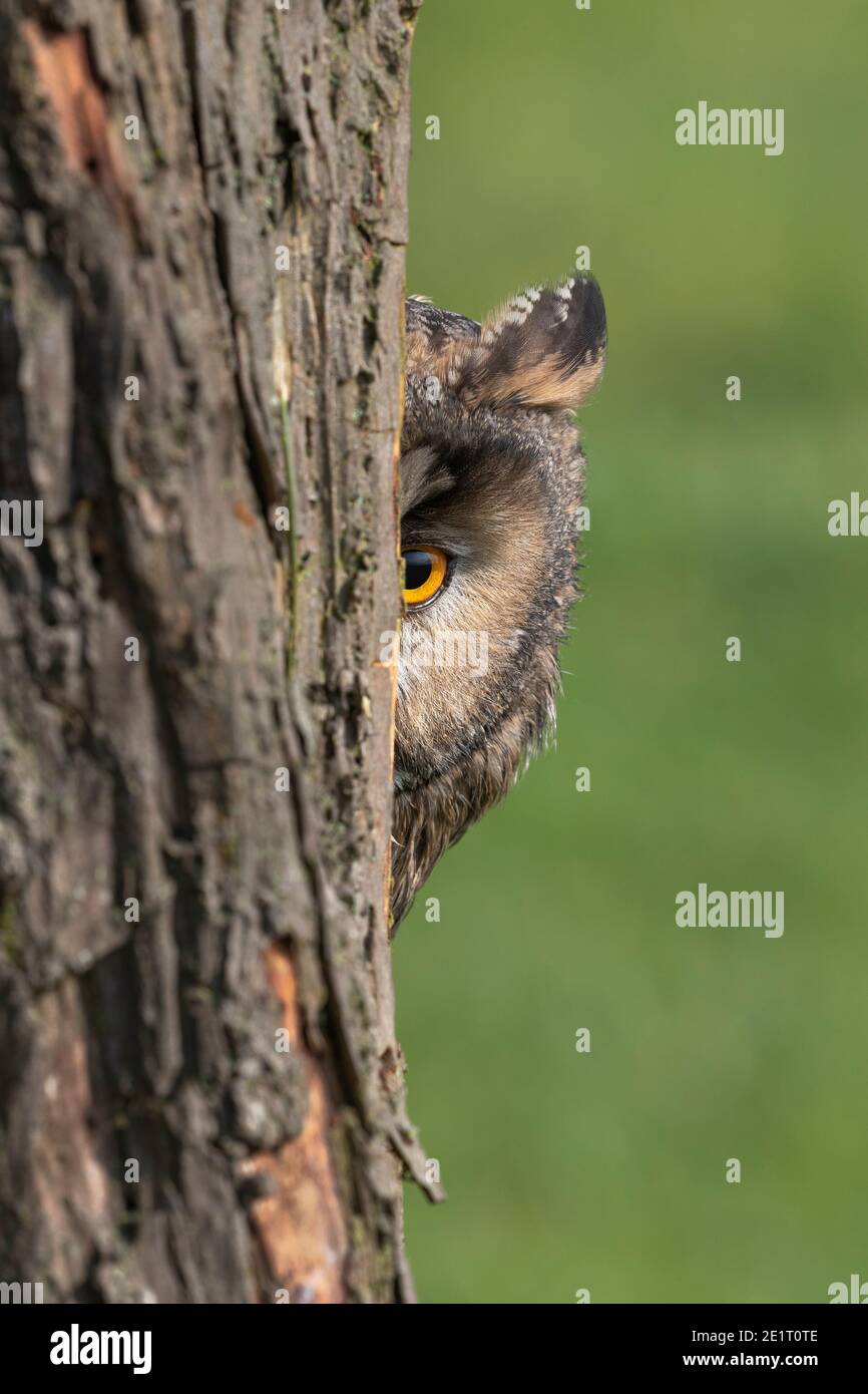 Long eared owl britain hi-res stock photography and images - Alamy