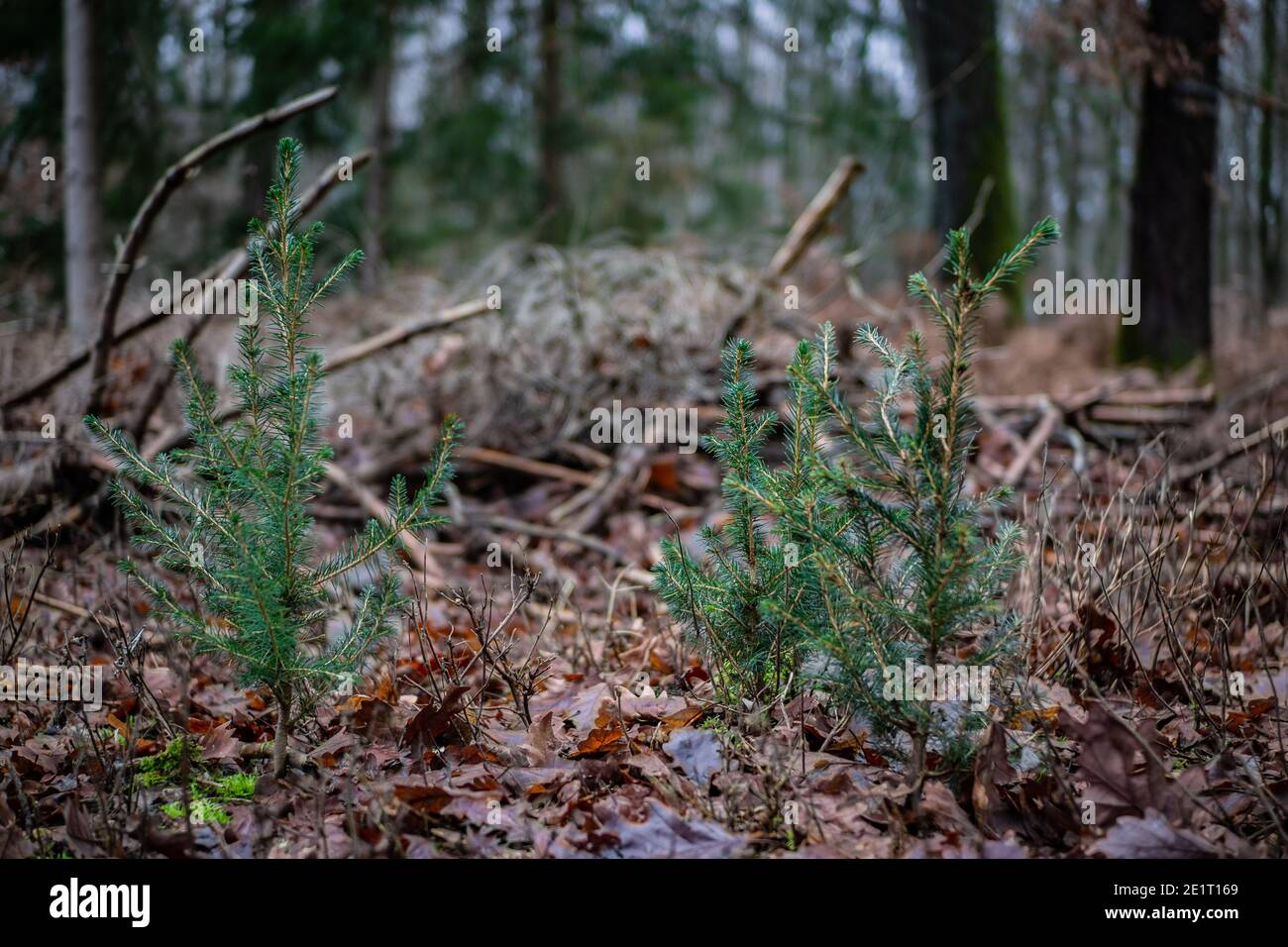 Little leaf trees hi-res stock photography and images - Alamy