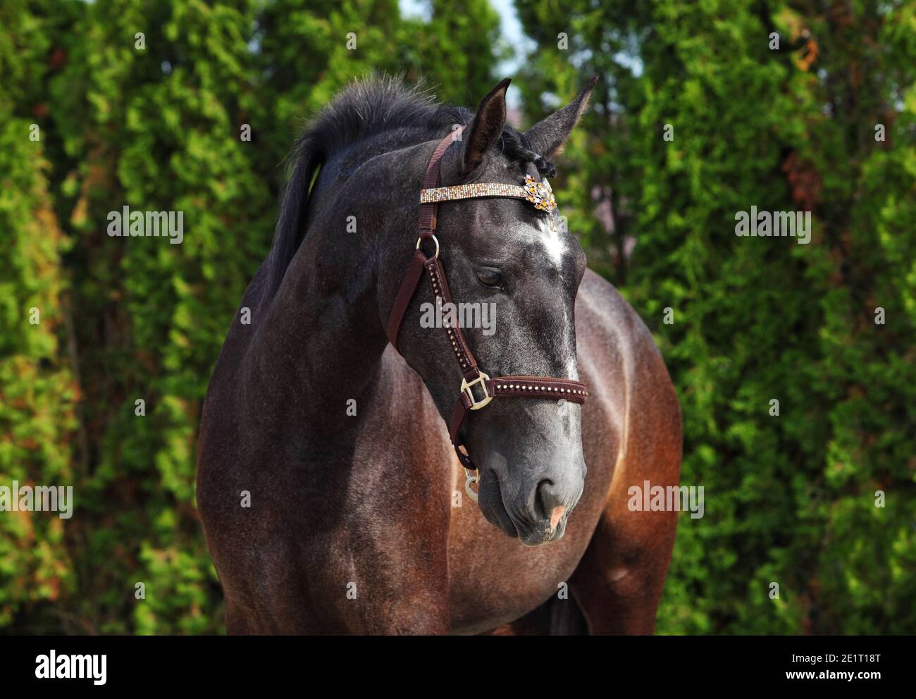 Thoroughbred race horse in nature background Stock Photo - Alamy