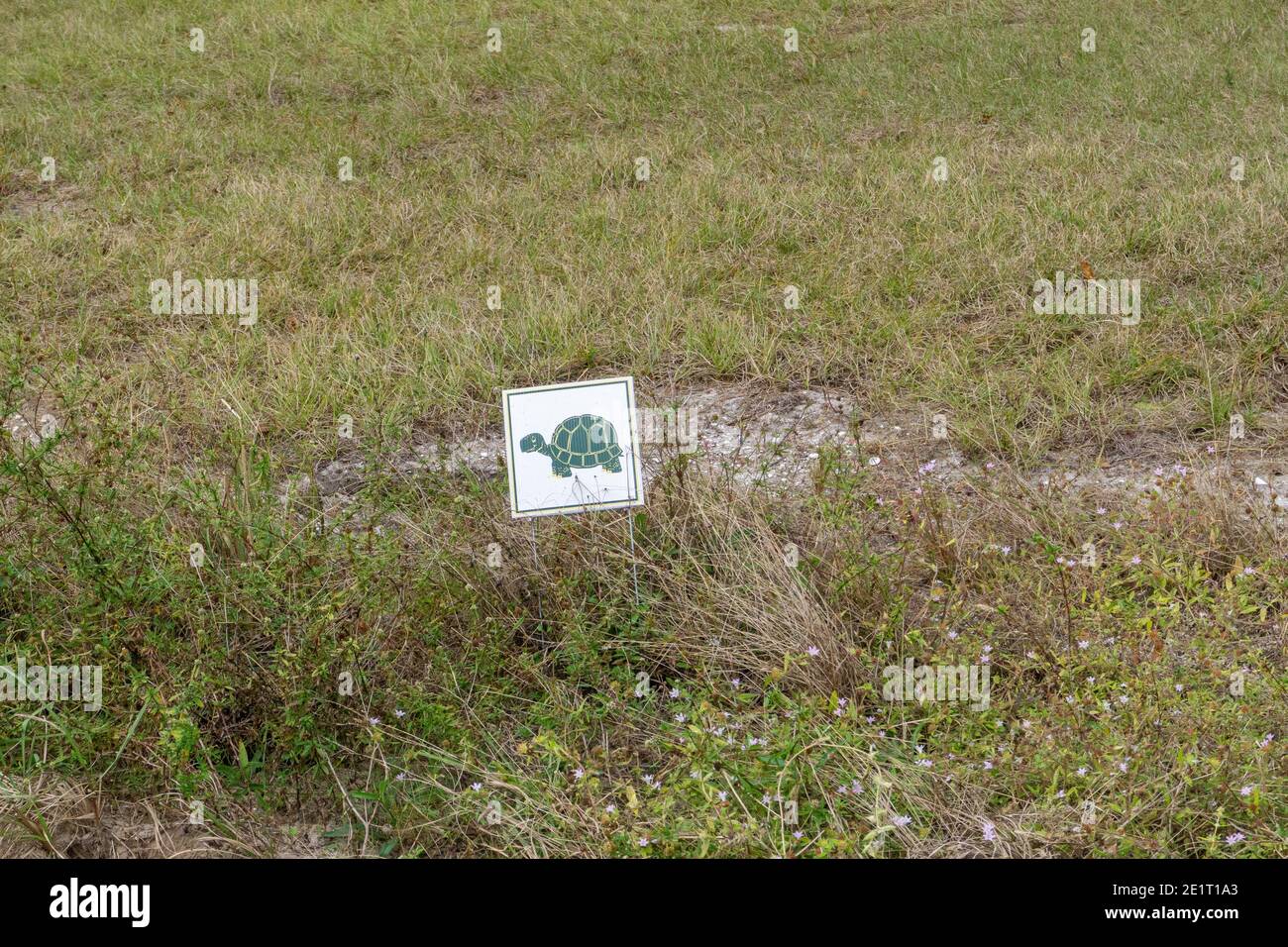 Warning sign for turtle breeding area nesting in yard in Florida Stock ...
