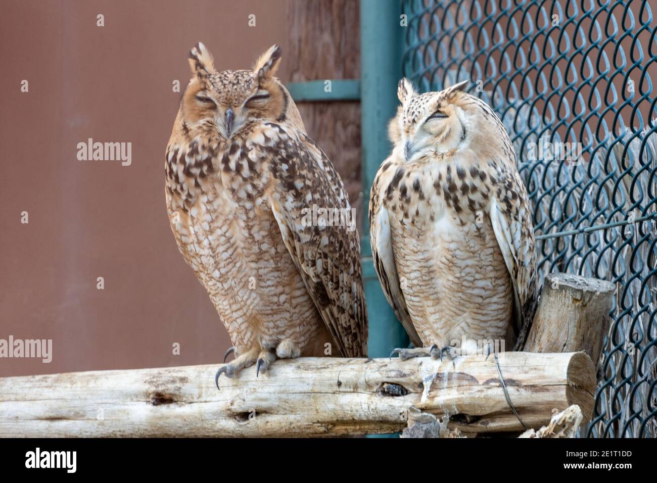Pharaoh eagle owl bubo ascalaphus hi-res stock photography and images - Alamy