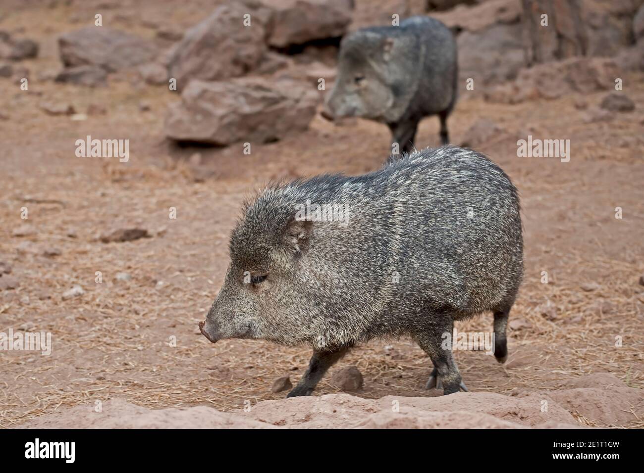 Javelinas walking around in a conservation area Stock Photo - Alamy