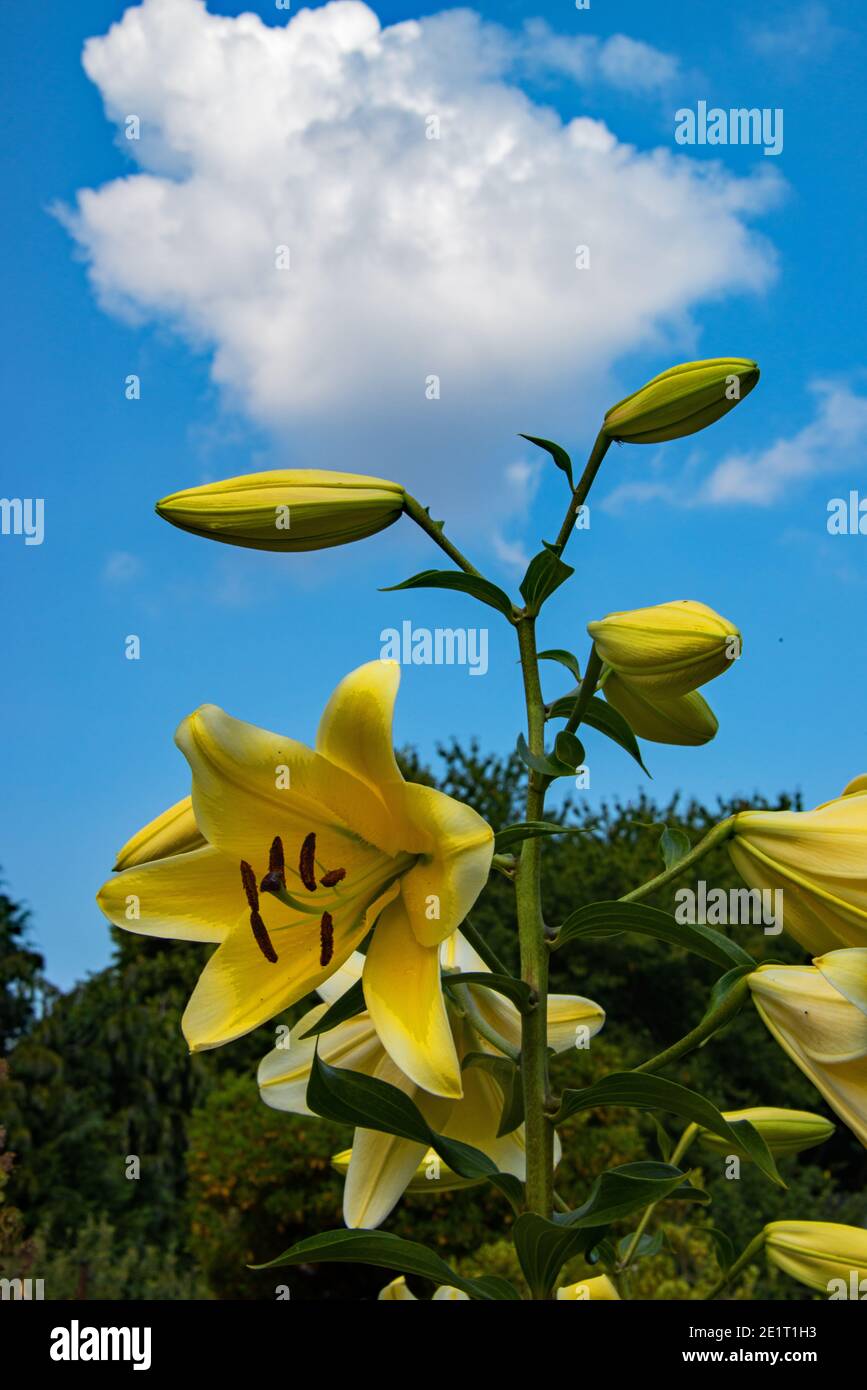 Tree Lily from Morgan & Thompson Stock Photo - Alamy