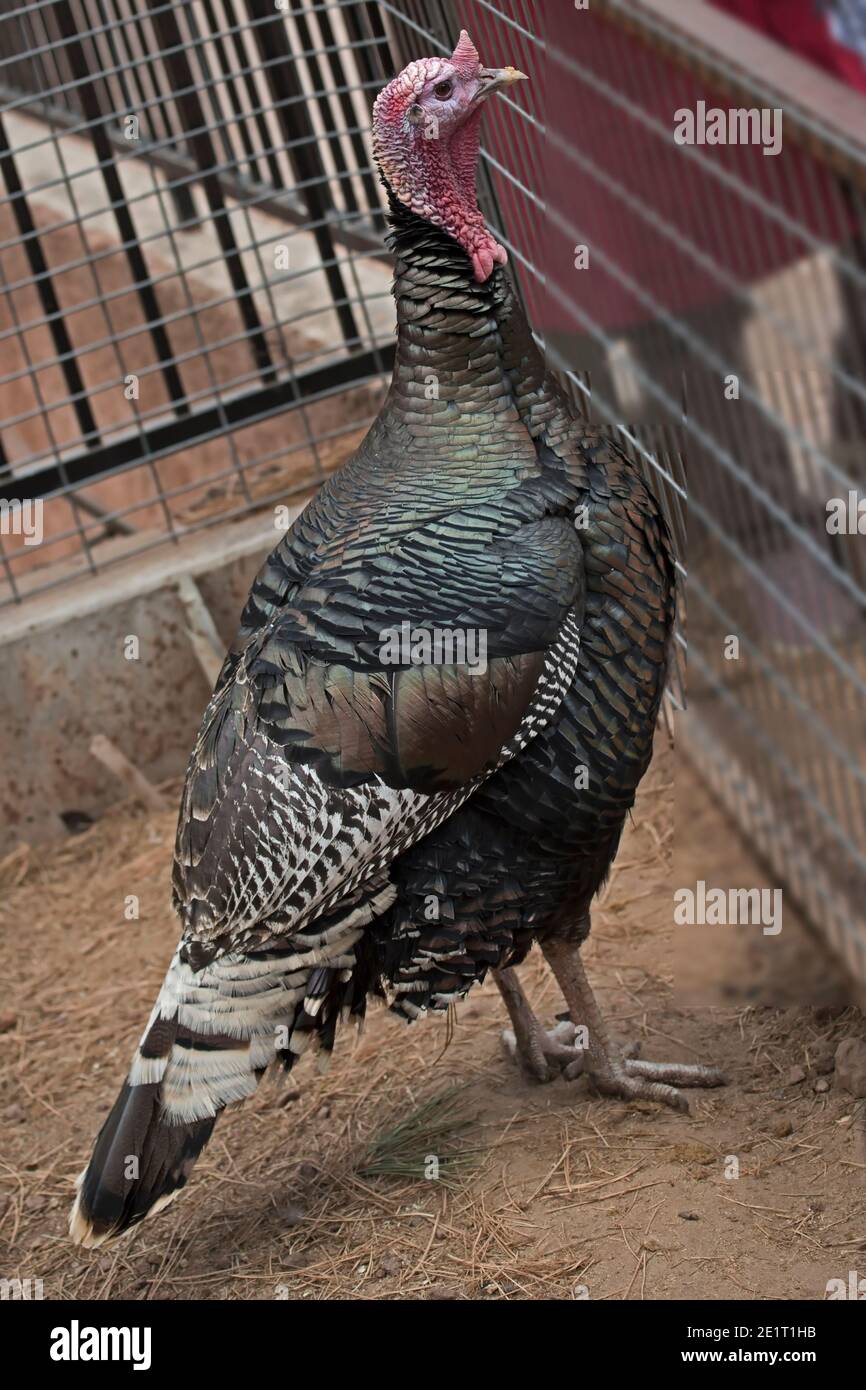 Beautiful young turkey looking Stock Photo - Alamy