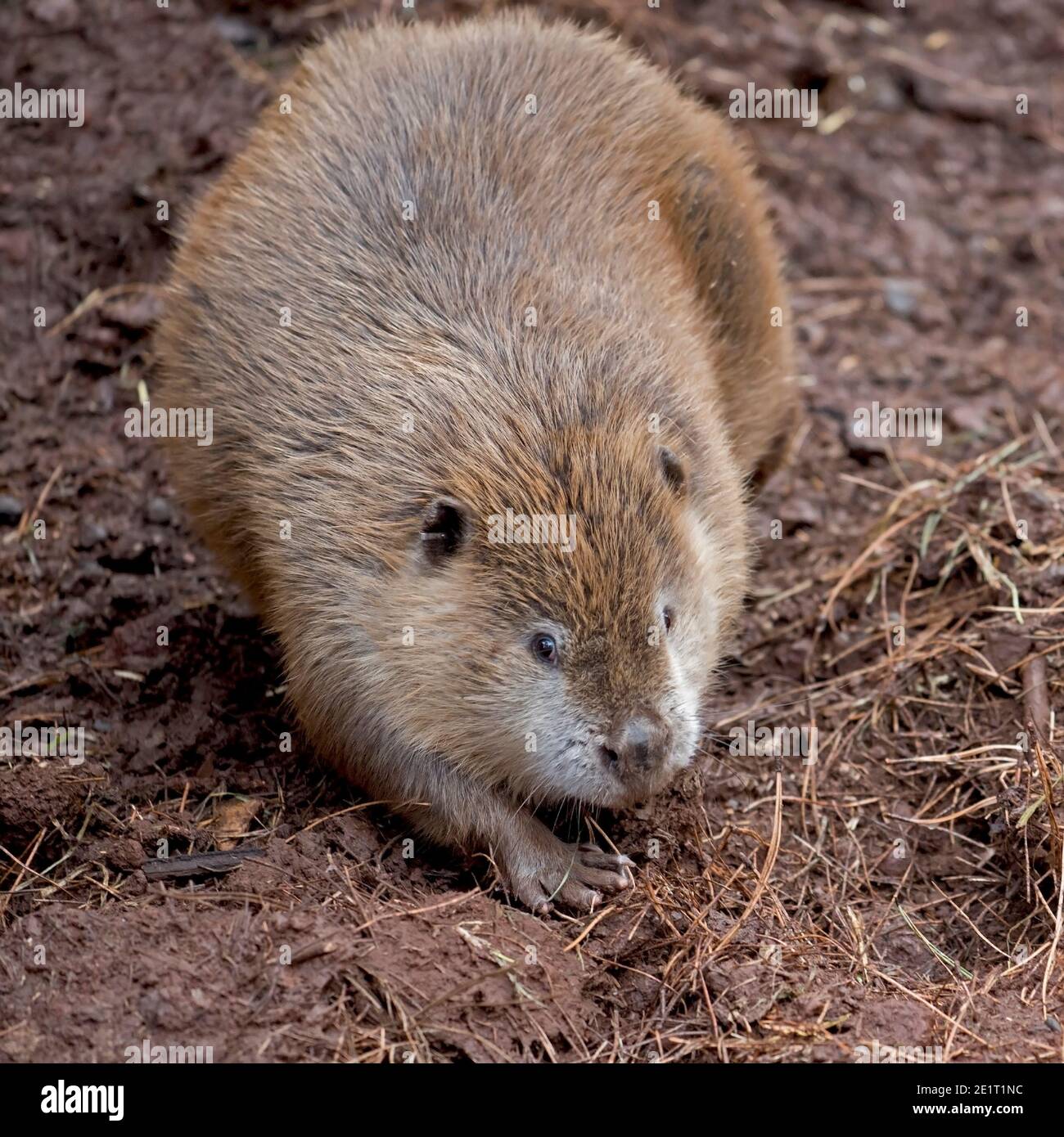 Young beaver hi-res stock photography and images - Alamy