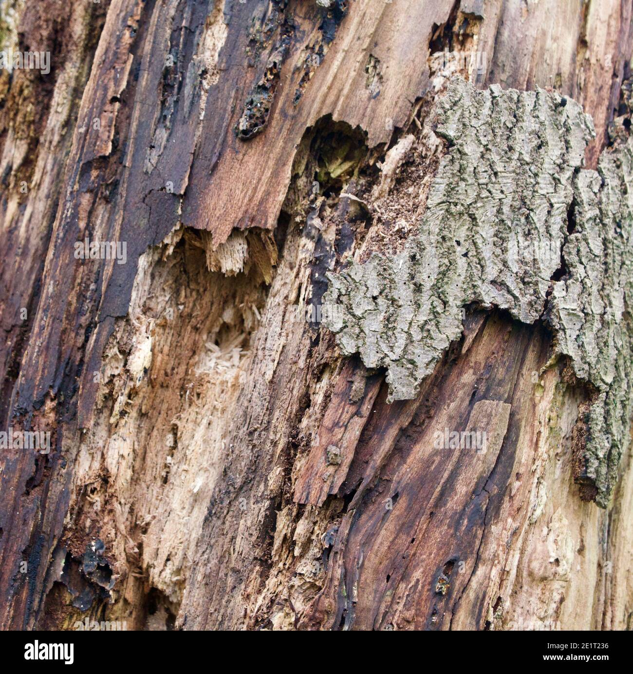Old decaying tree trunk showing patch of bark and wood layers Stock ...