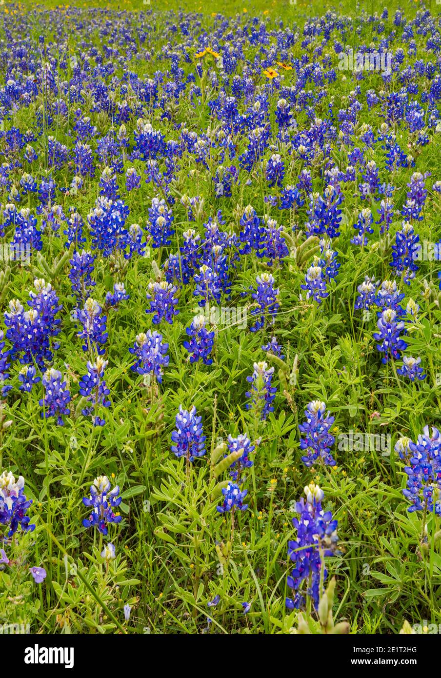 Texas bluebonnet vertical hi-res stock photography and images - Alamy