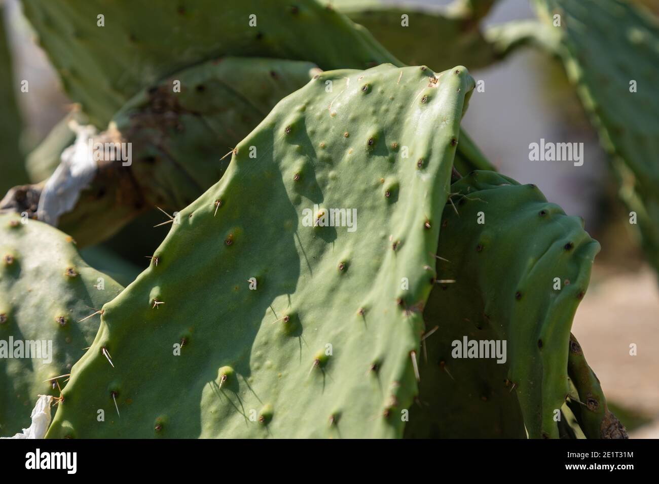 Prickly pears. Opuntia ficus-indica. also known as indian figs, opuntia ...