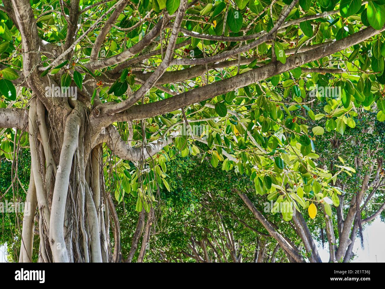 Tropical banyan tree, ficus benghalensis, in near plan Stock Photo - Alamy