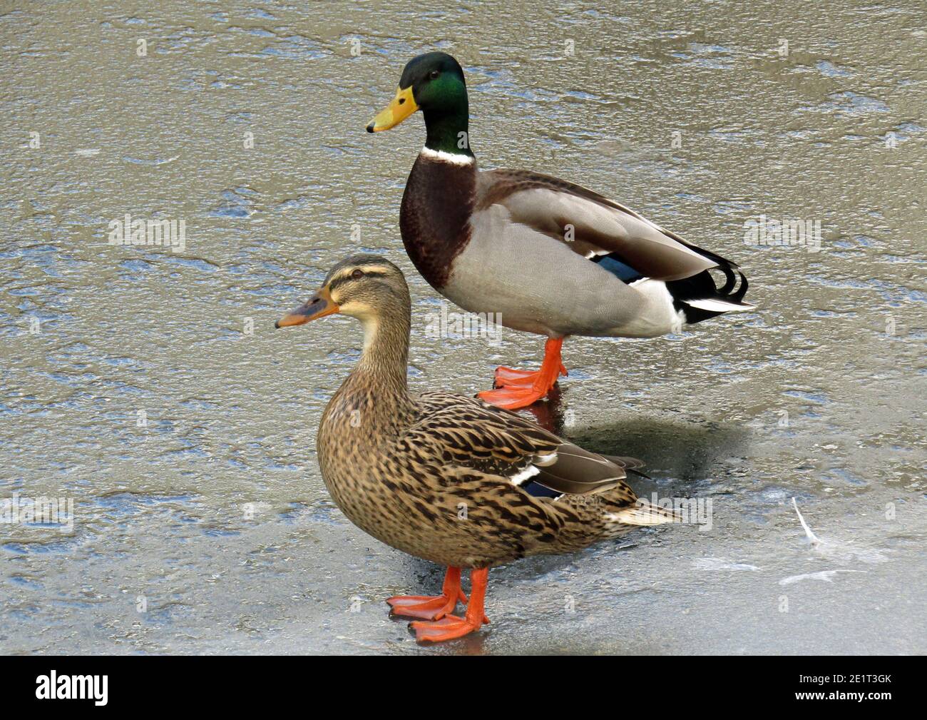 Lancaster canal winter hi-res stock photography and images - Alamy