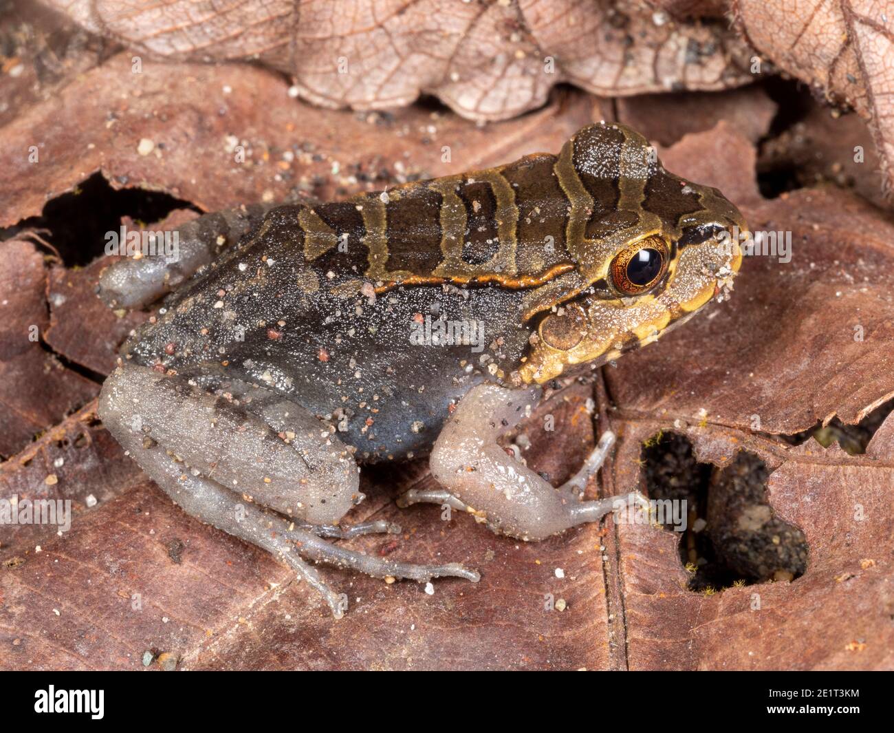 Juvenile Knudsen's Bullfrog (Leptodactylus knudseni) on the forest ...
