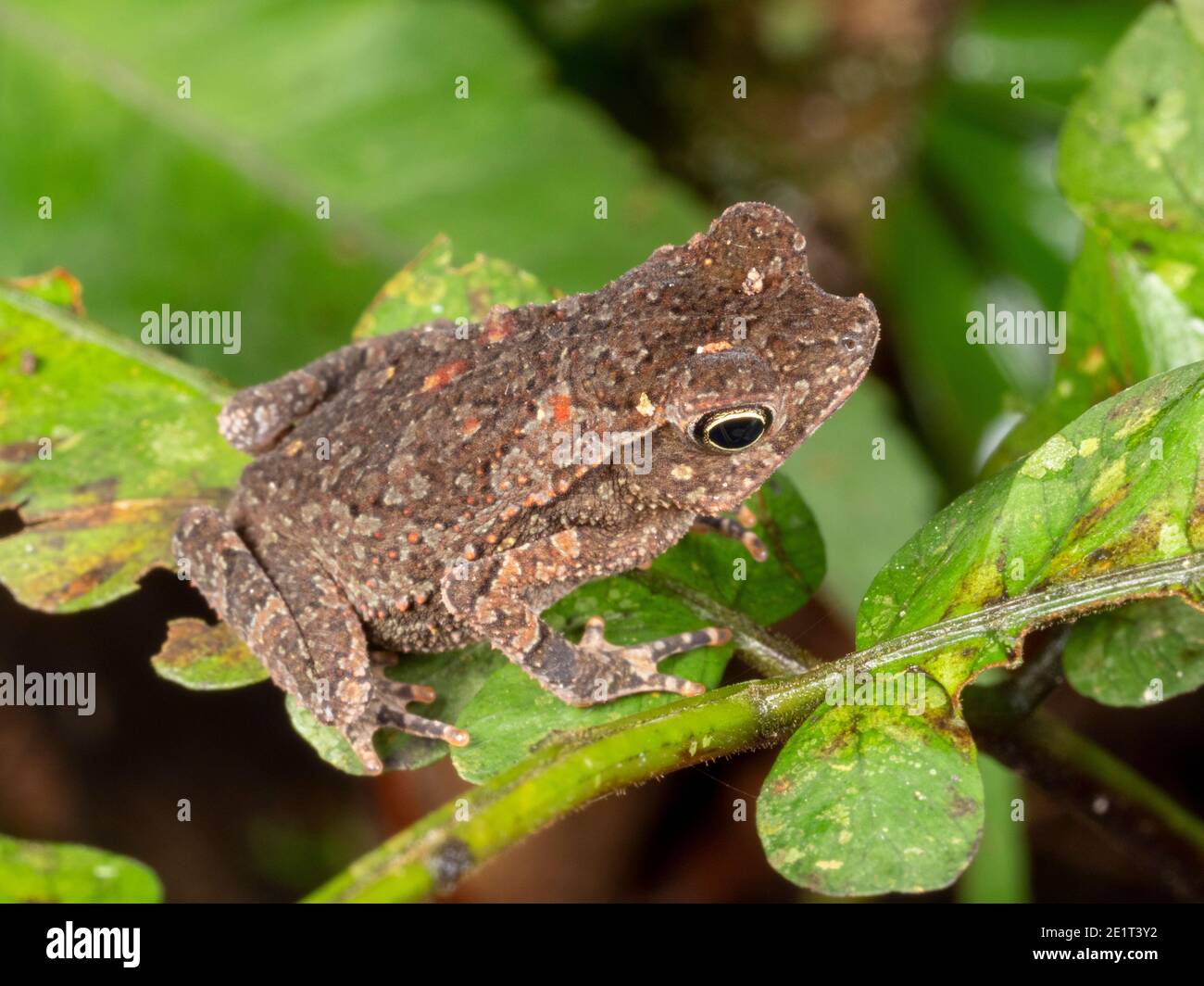 Crested Forest Toad (Rhinella margaritifera), A juvenile on a leaf in ...