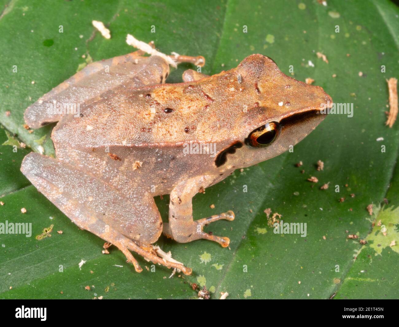 Rain Frog (Pristimantis conspicillatus) on a leaf in the rainforest ...