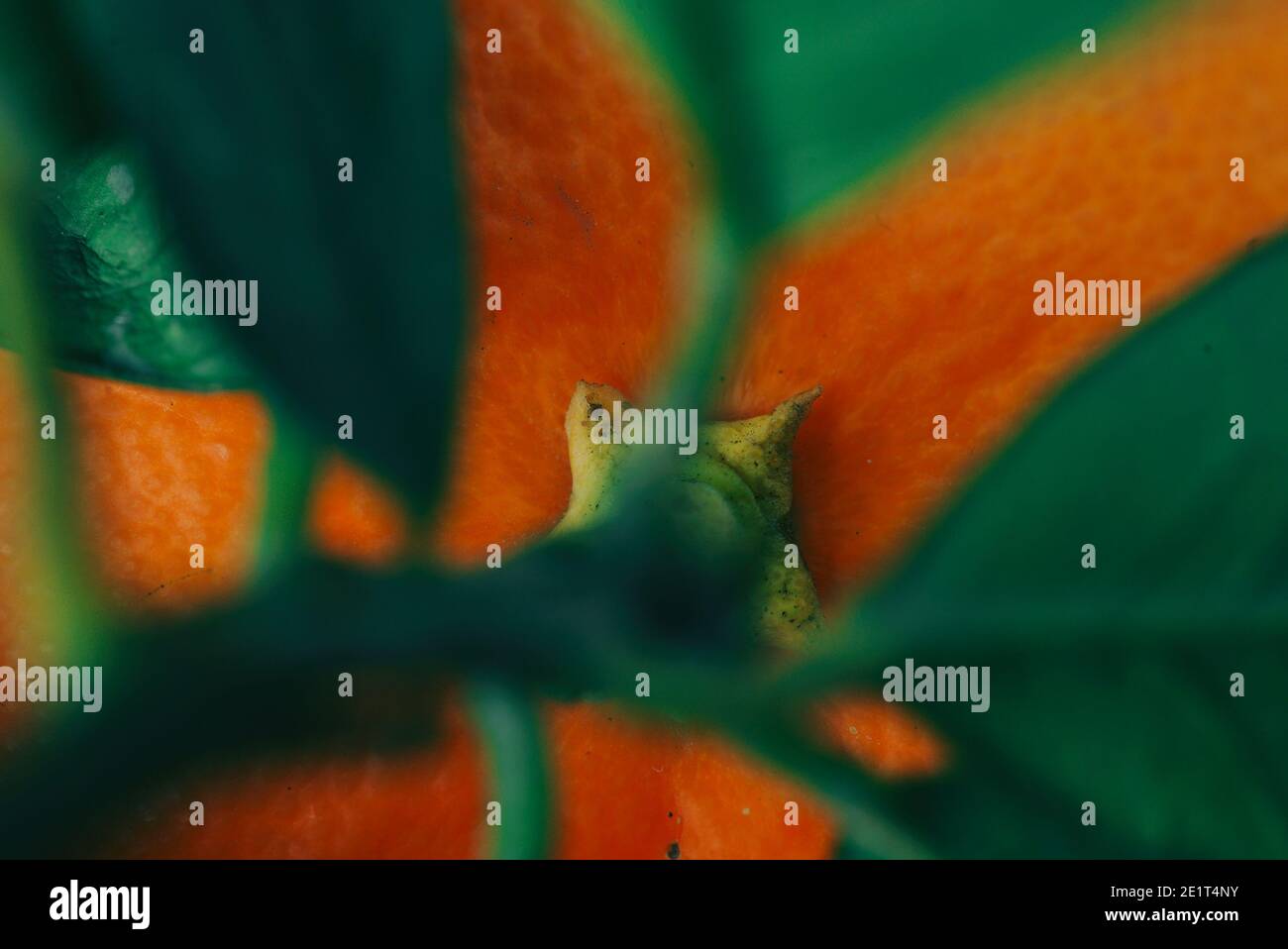 Peel pattern orange tree hi-res stock photography and images - Alamy