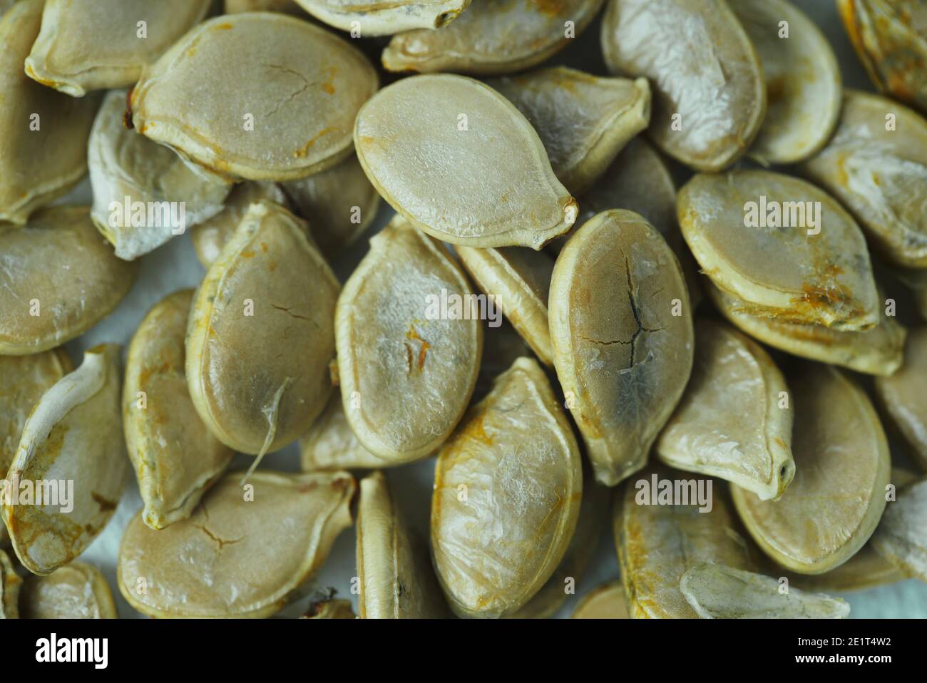 Sow pumpkin seed hi-res stock photography and images - Alamy