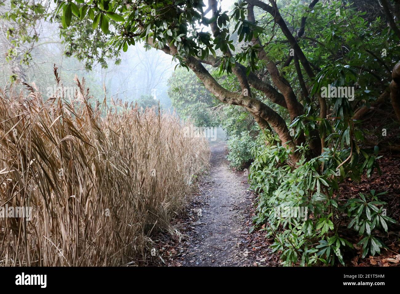 Woodland pathway in winter with dried rushes to one side and tree to ...