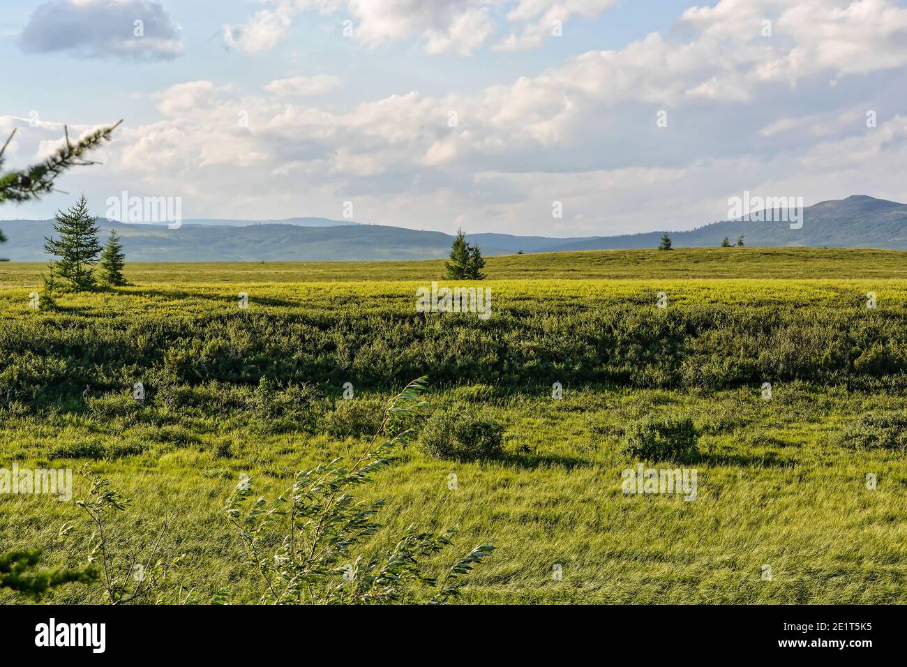 Tundra in the Polar Urals. Summer landscape in a natural park in Yamal ...
