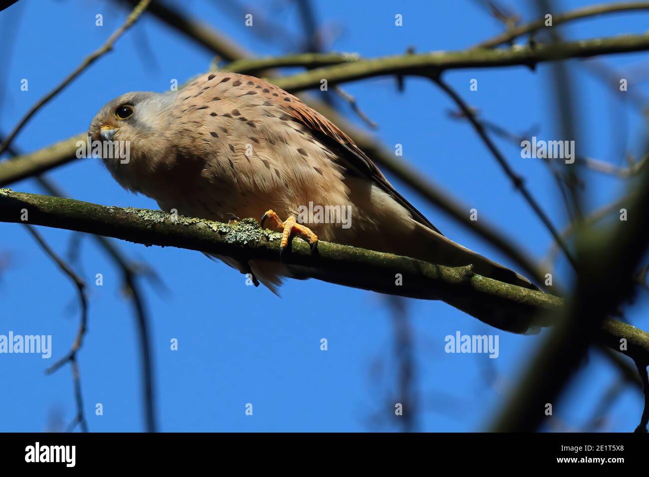 Kestrel perched in a tree hi-res stock photography and images - Alamy