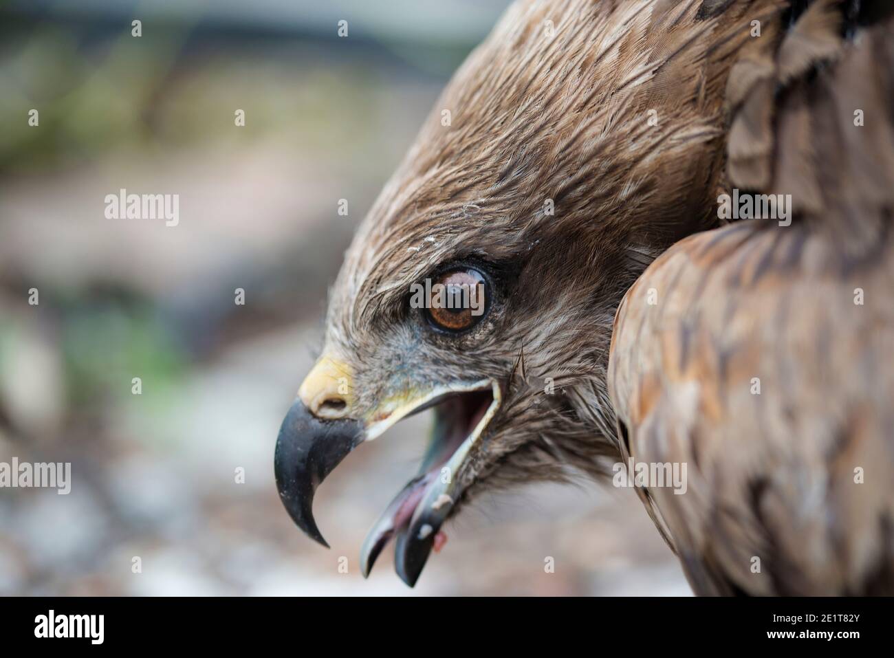 Eagle's head with open beak close-up in profile. The concept of wild ...
