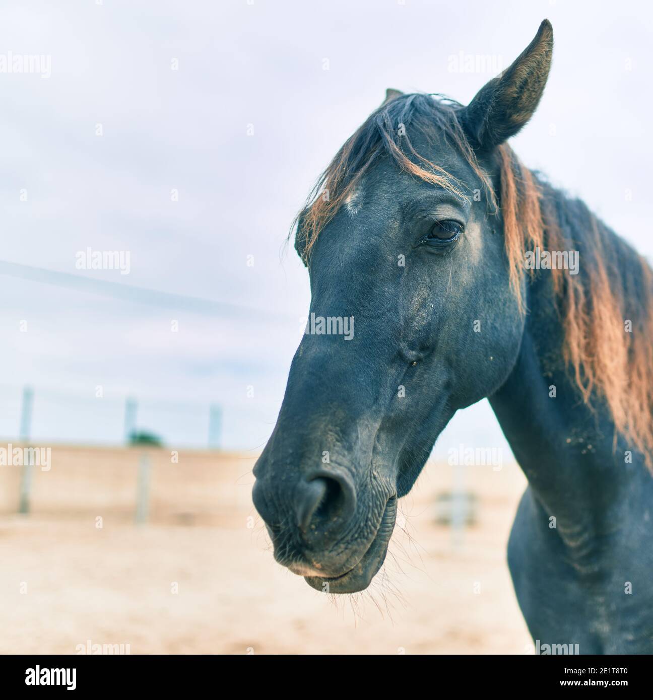Adorable horse at the farm Stock Photo - Alamy
