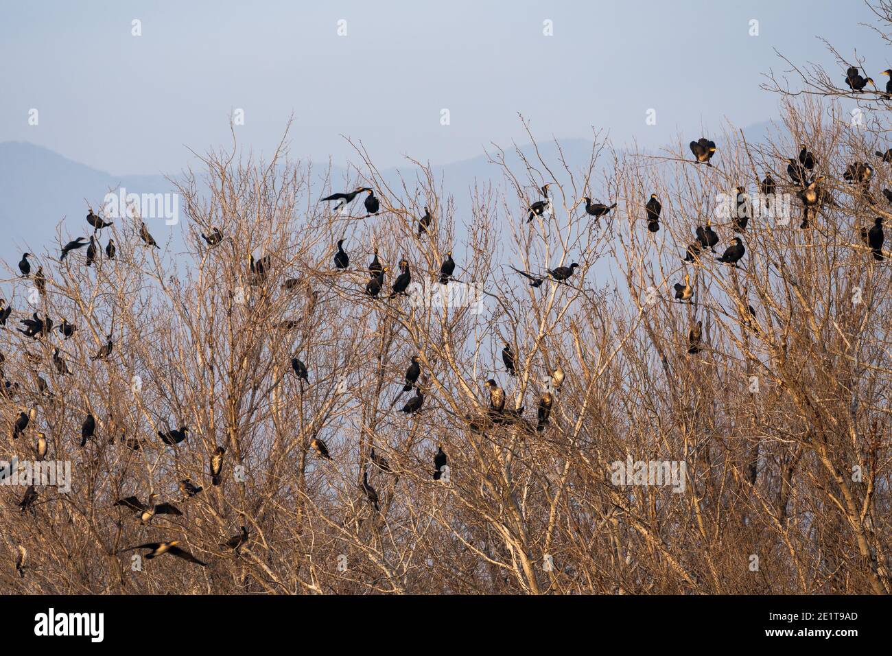 Colony of cormorants sitting on the branches of a tree. Wildlife Stock ...