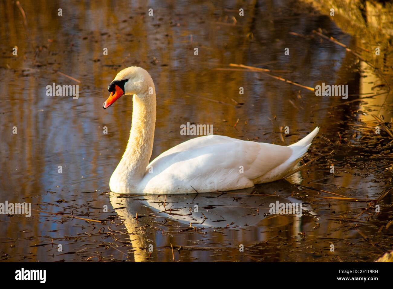 Closeup photography of swan on the pond Stock Photo - Alamy