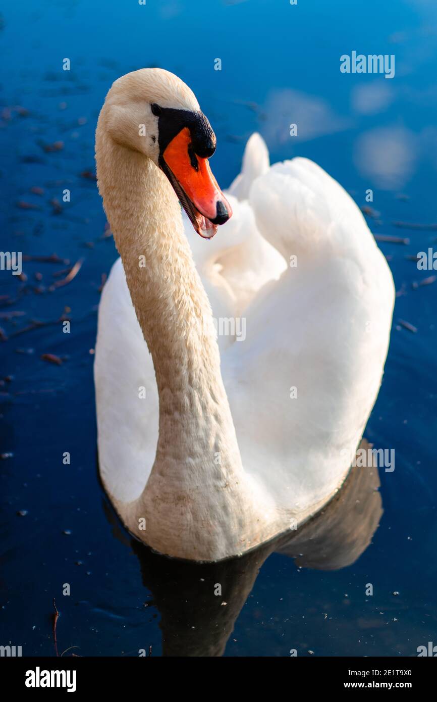 Closeup photography of swan on the pond Stock Photo - Alamy