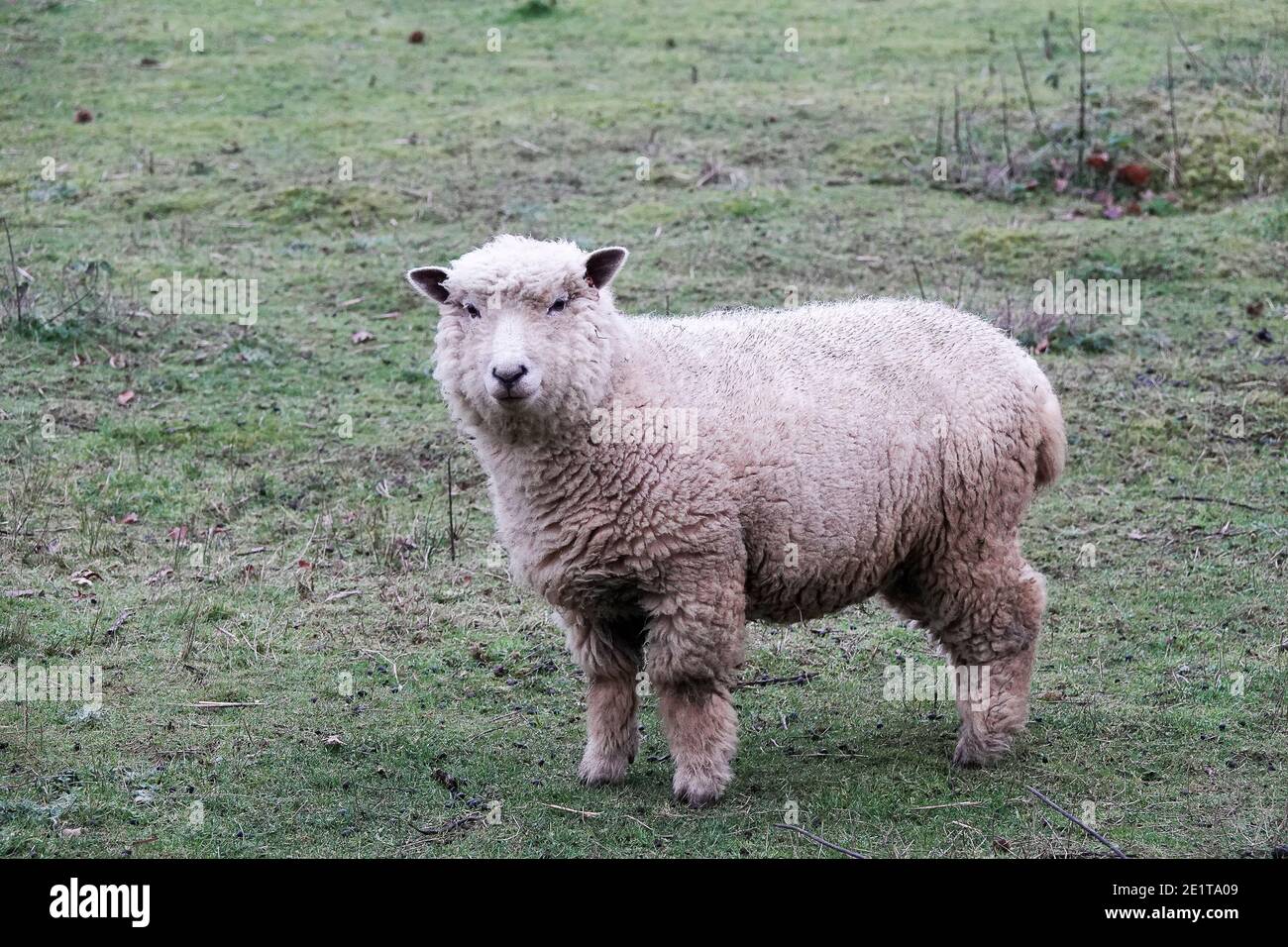Ryeland sheep hi-res stock photography and images - Alamy