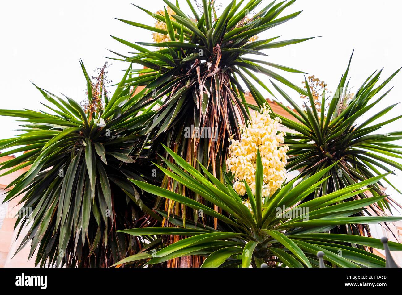 Yellow blossom of a palm tree in Cala Figuera Mallorca Spain Stock ...