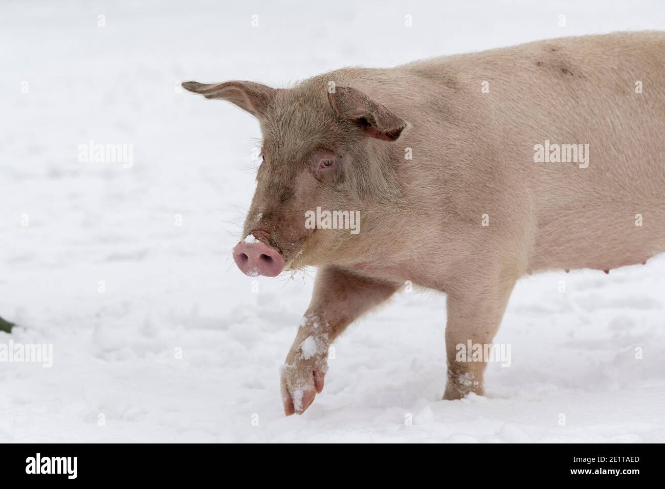 Pigs snow uk hi-res stock photography and images - Alamy