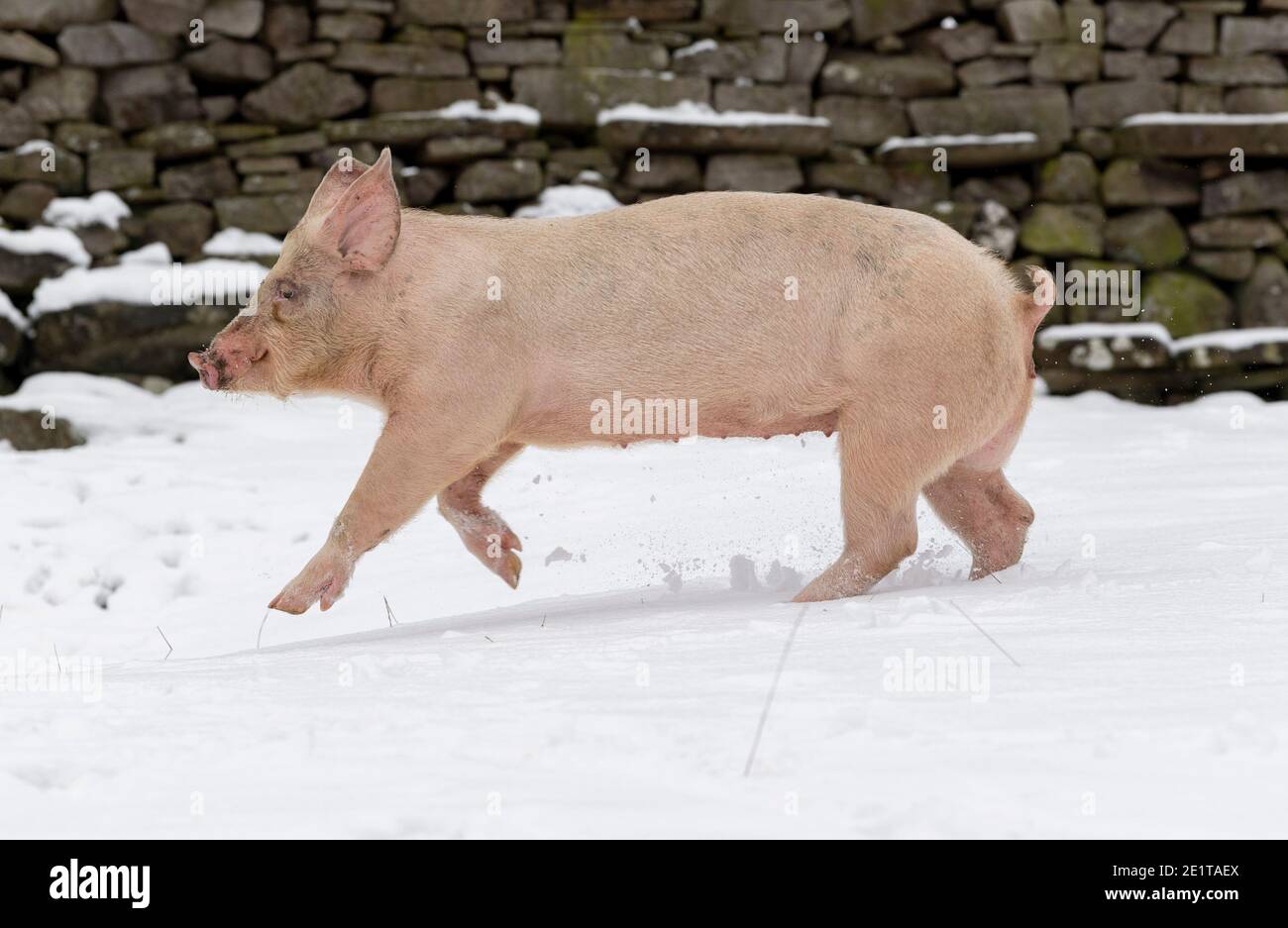 Pigs snow uk hi-res stock photography and images - Alamy