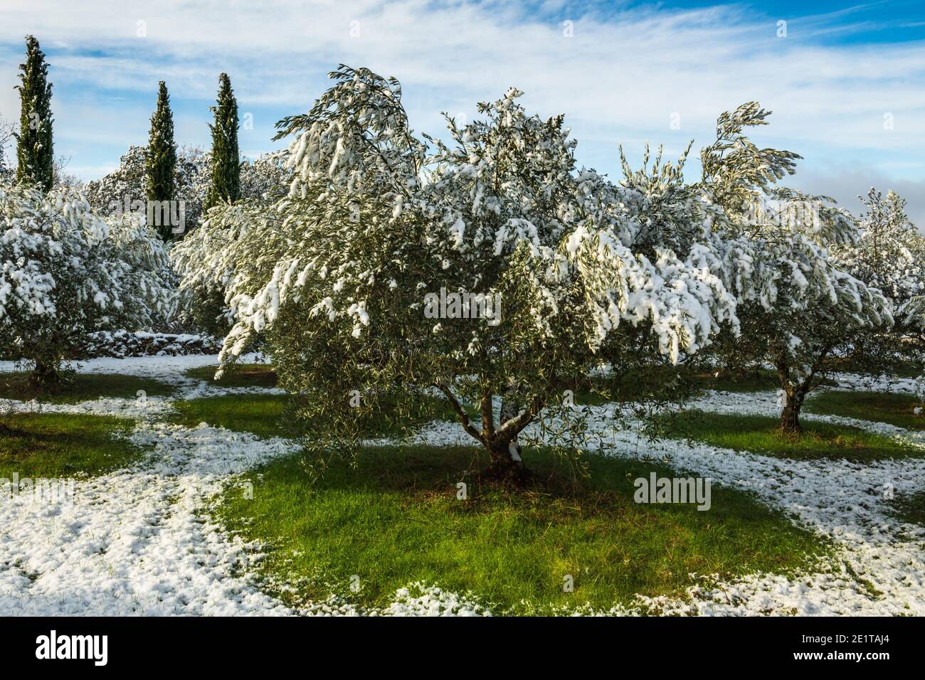 Neige en provence sur olivier hi-res stock photography and images - Alamy