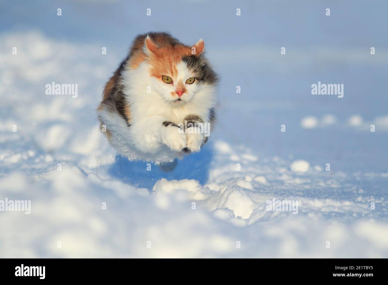 White Cat In Snow High Resolution Stock Photography and Images - Alamy