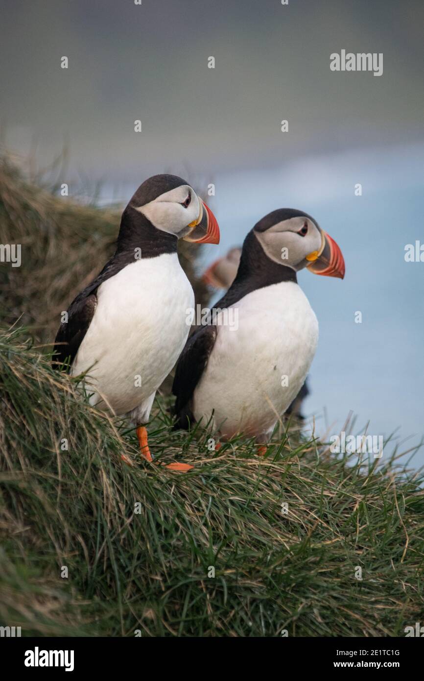 Iceland breeding birds hi-res stock photography and images - Alamy