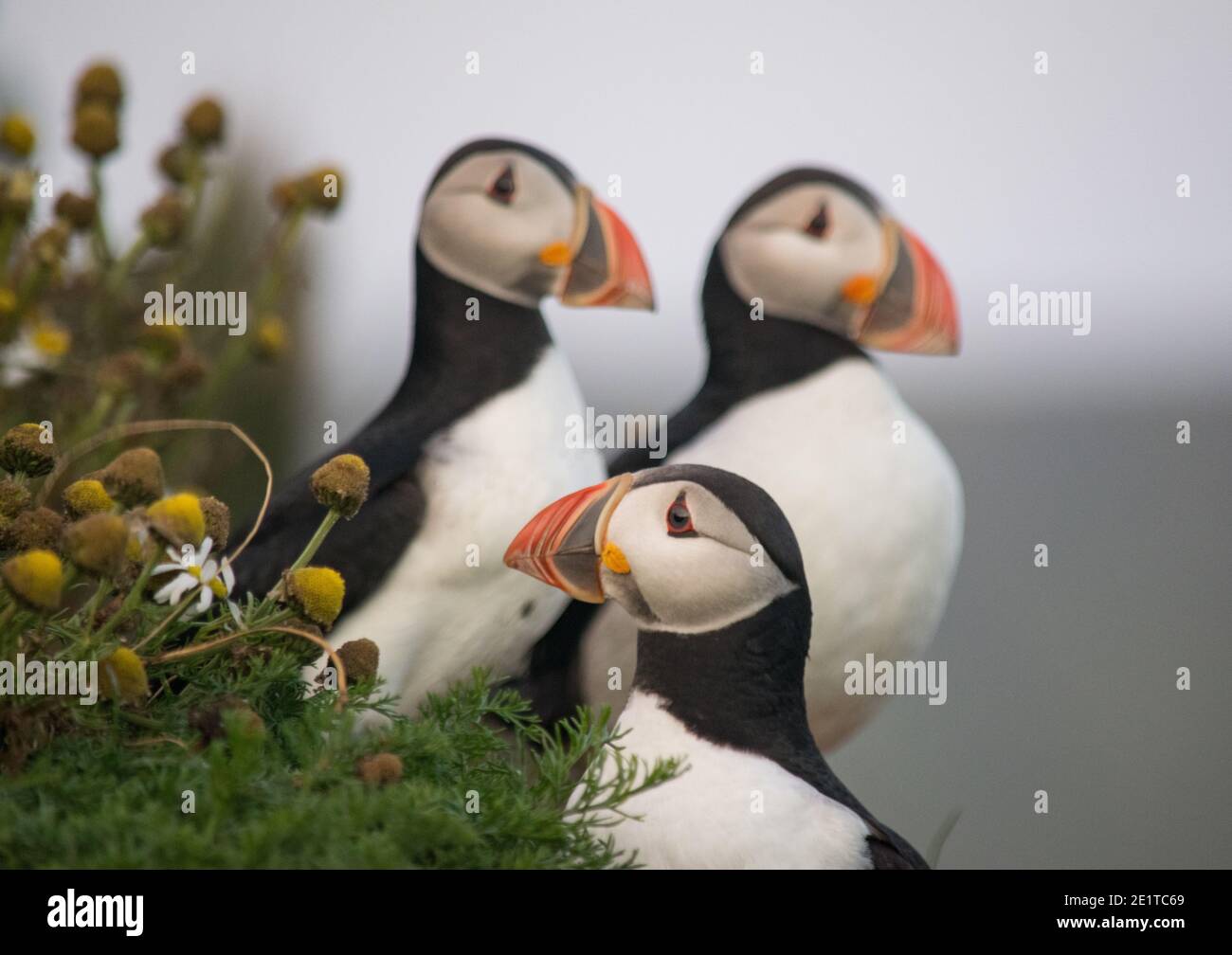 Atlantic puffins on iceland hi-res stock photography and images - Alamy