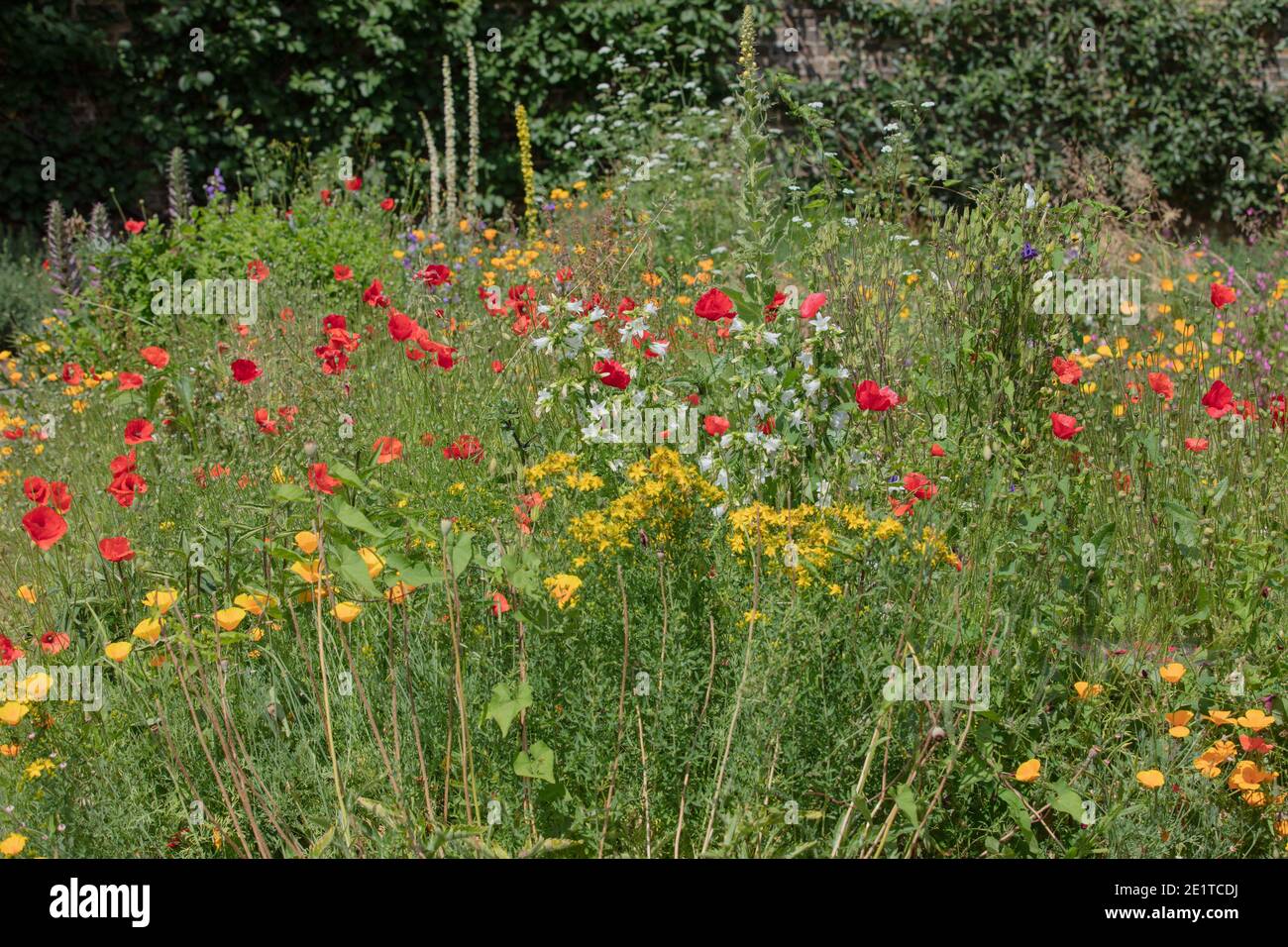 Informal Style Planting High Resolution Stock Photography and Images ...