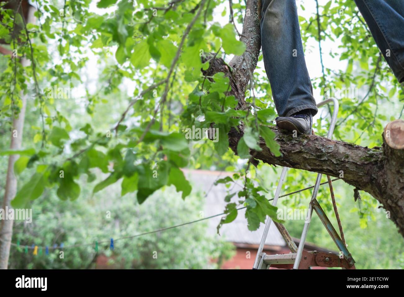 Outdoor cropped shot of a man standing on a tree branch, shallow DOF ...