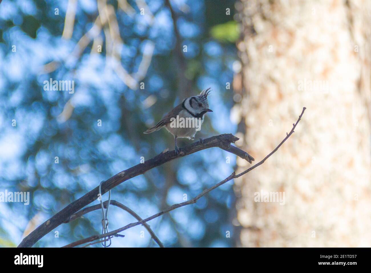 Crested tit (Lophophanes cristatus) posing on a tree branch with pine ...