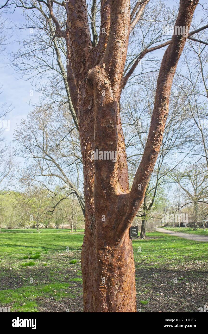 Acer griseum paperbark maple tree hi-res stock photography and images ...