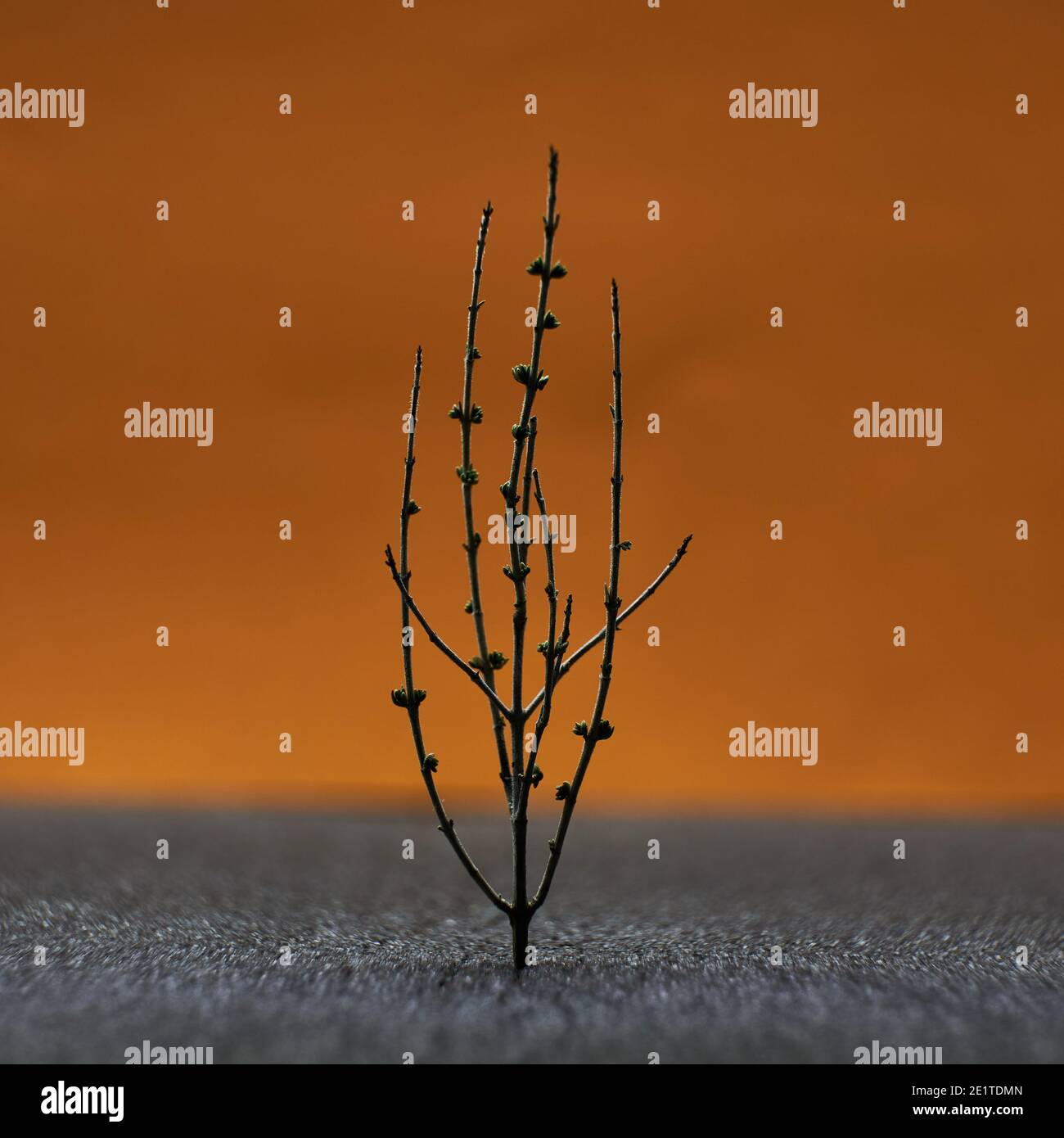 A small tree shaped thyme stalk in the dark gray like asphalt road at ...