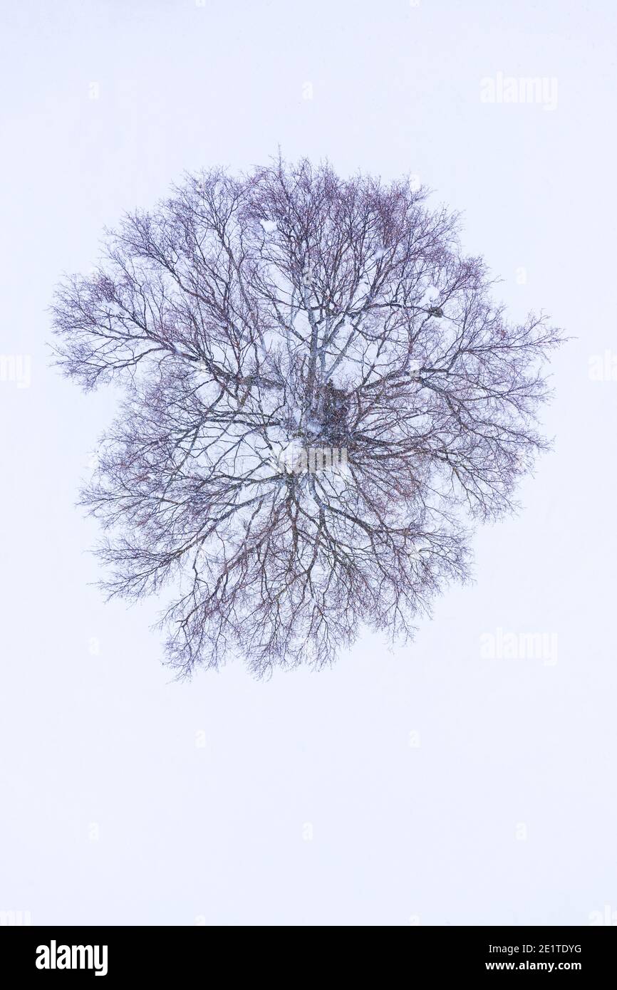 Oak tree in winter. La Gándara, Alto Ason, Soba Valley, Cantabria ...