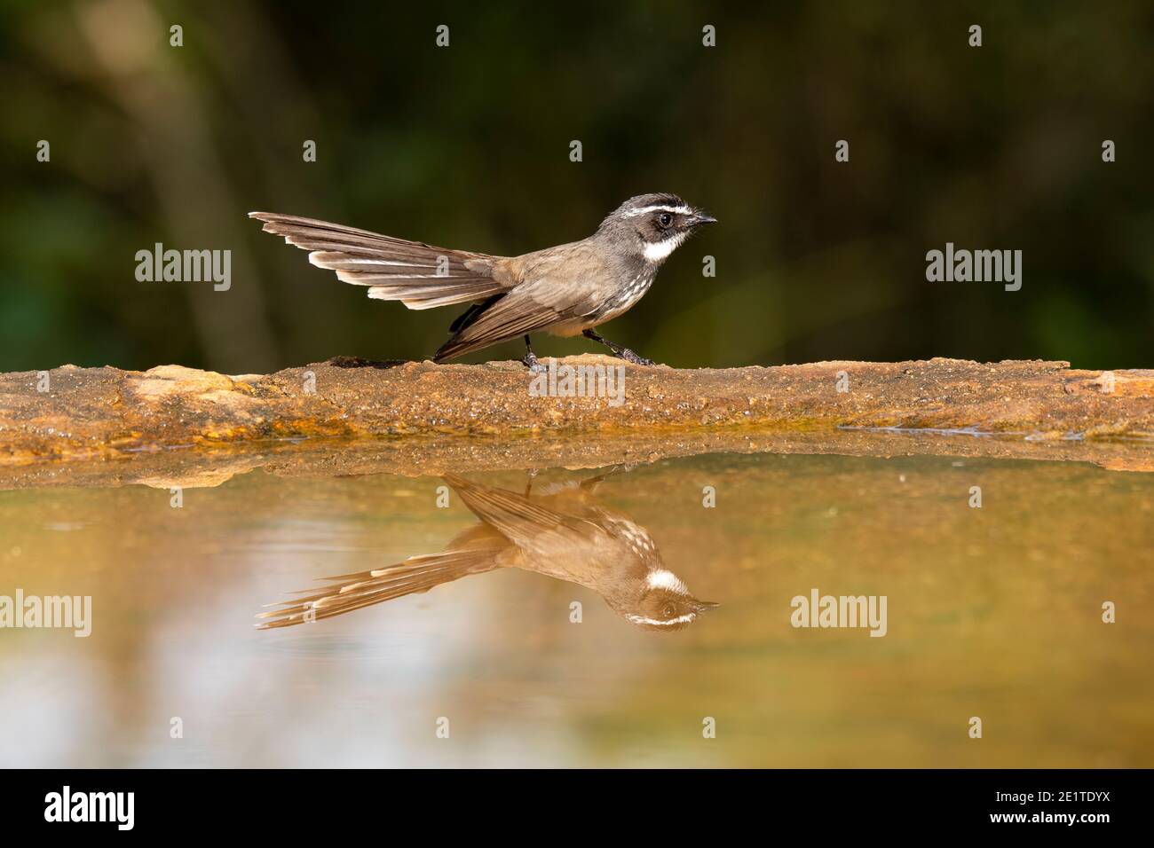 Fantails hi-res stock photography and images - Alamy