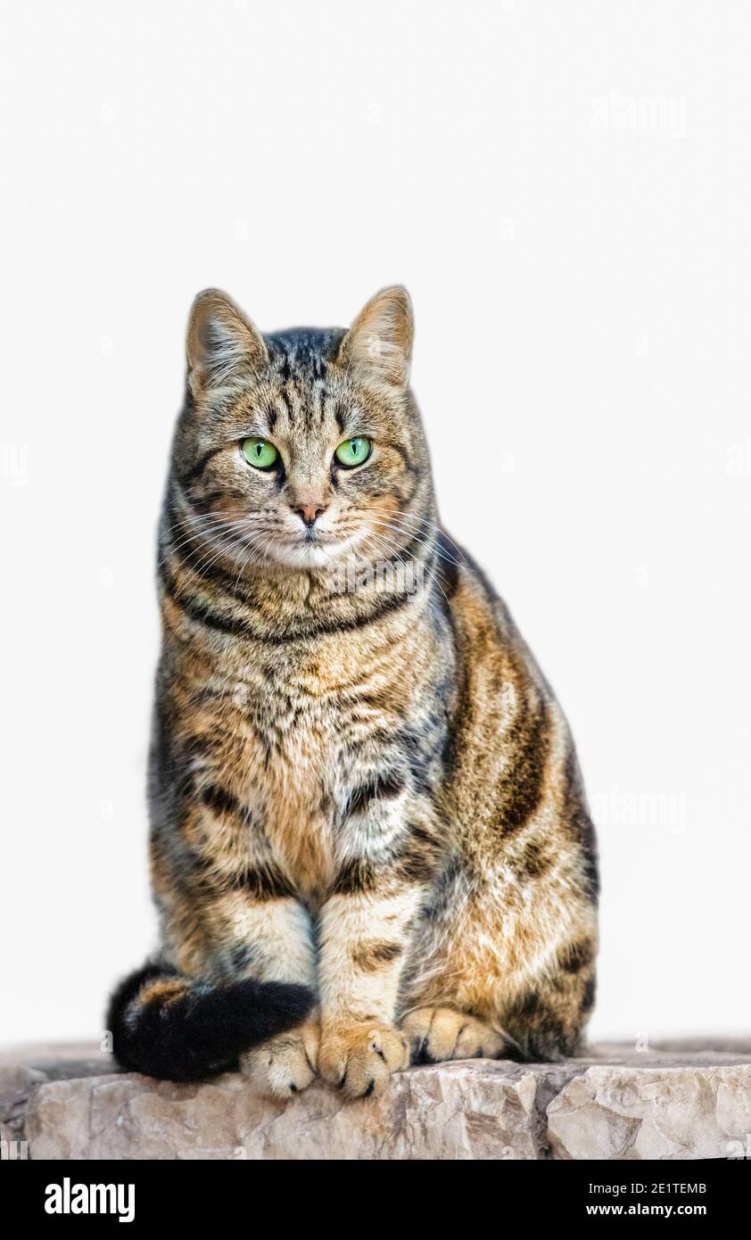 A wild tabby cat posing sitting, isolated over white Stock Photo - Alamy