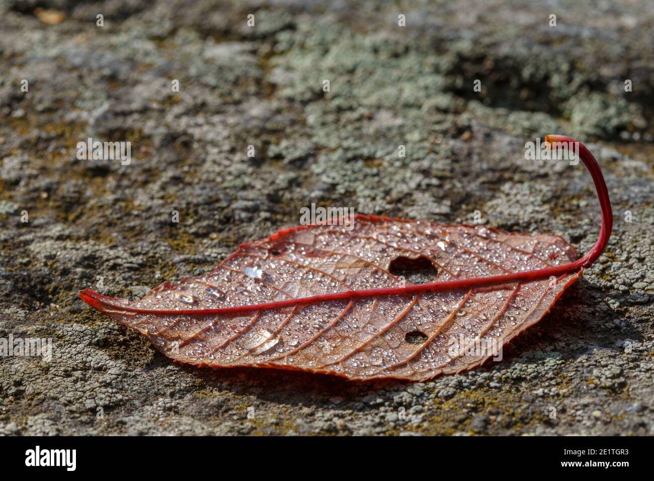 Red rock nature hi-res stock photography and images - Alamy