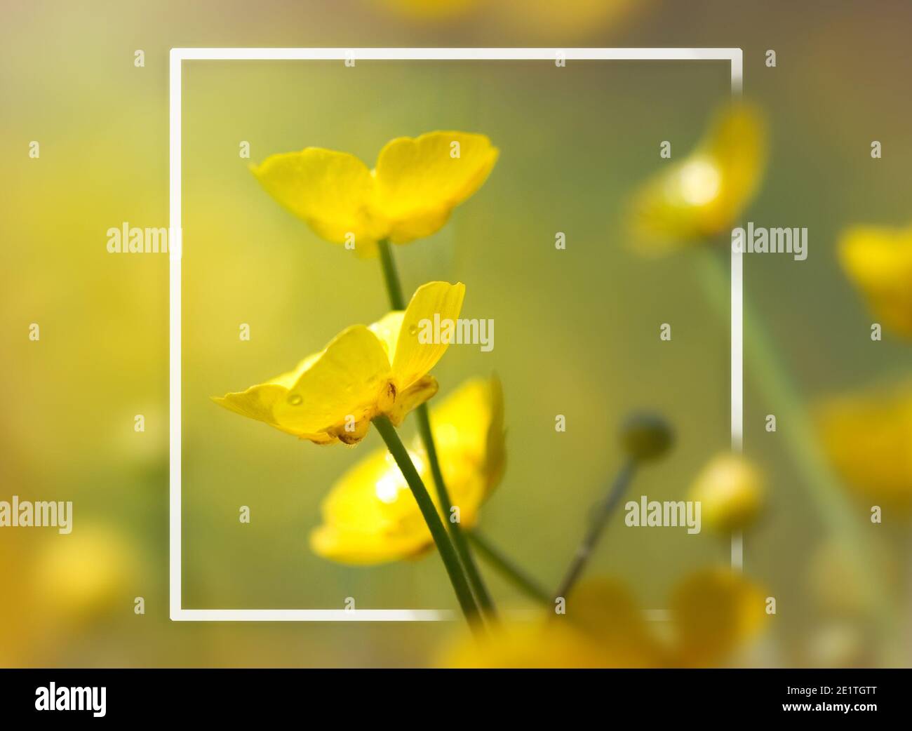 Close-up of yellow meadow buttercup flowers (also known as tall ...
