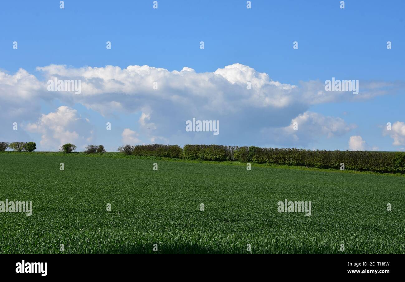 Blue skies over a crop field with lush crops in the spring Stock Photo ...