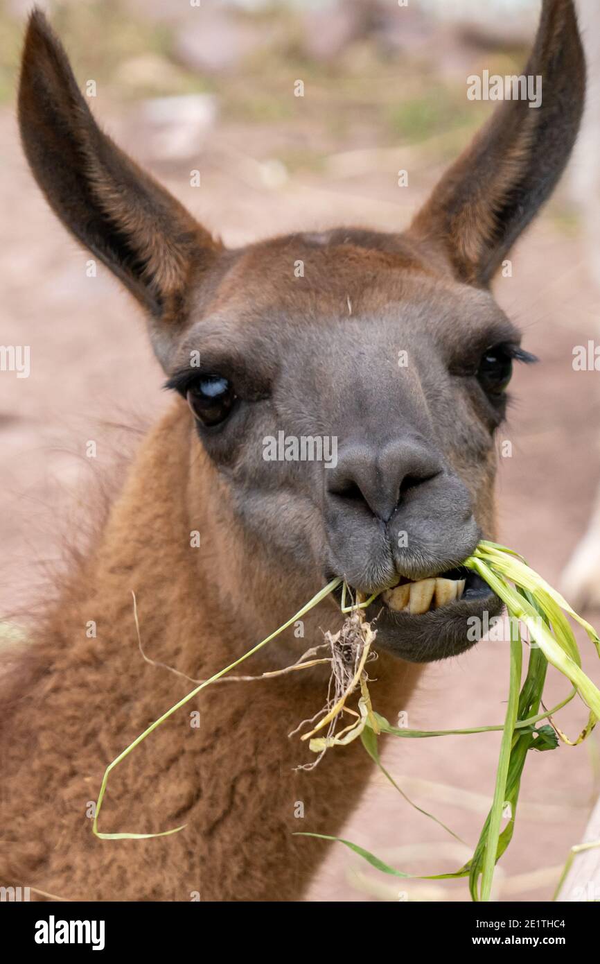 Domesticated llamas (Lama glama) in the Sacred Valley of Peru Stock ...