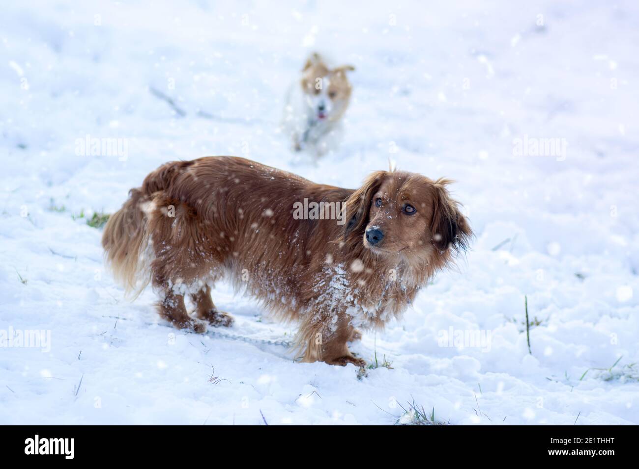 Two dogs cute snow hi-res stock photography and images - Alamy